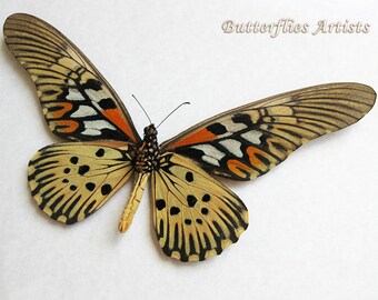 Real Framed Butterfly Skeleton Graphium Weiskei Oddity Display - Etsy