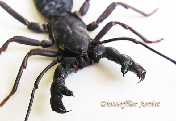 Whip Tailed Scorpion Thelyphonus Caudatus Real Entomology - Etsy UK