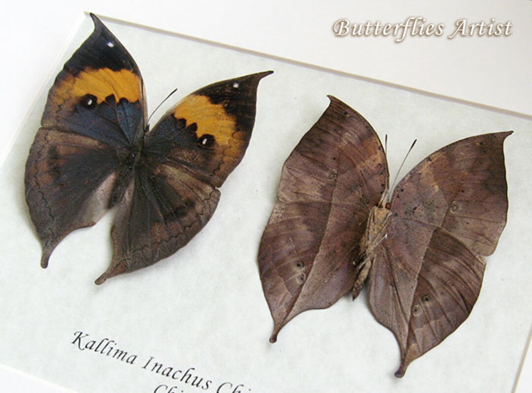 Kallima Inachus Dead Leaf Mimic Real Butterflies Entomología ...