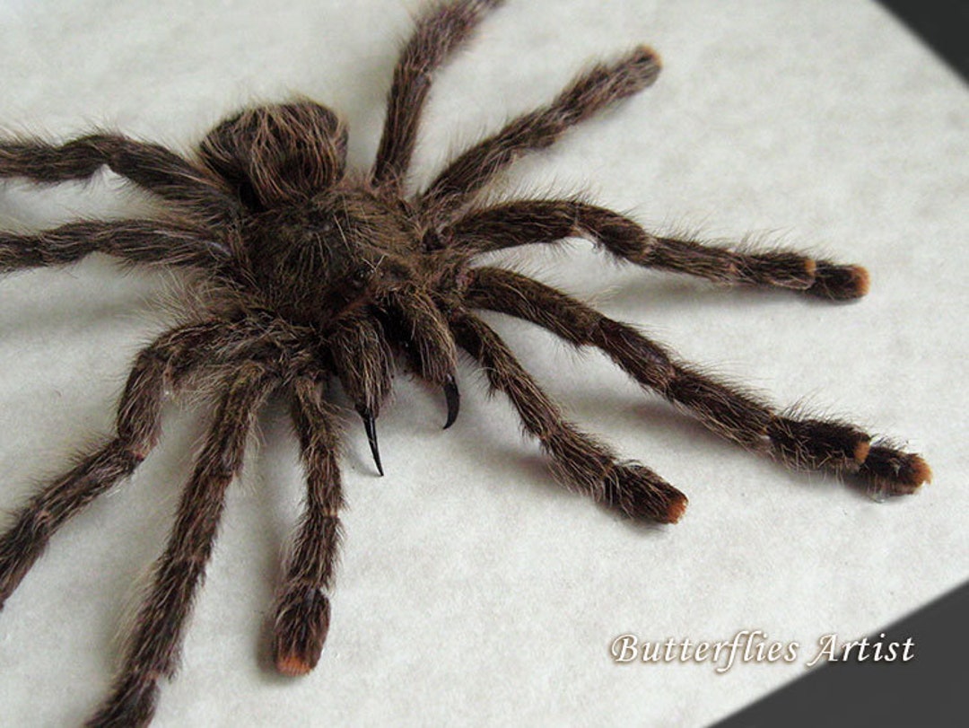 Avicularia Huriana Real Tarantula Hairy Spider Entomology Collectible ...