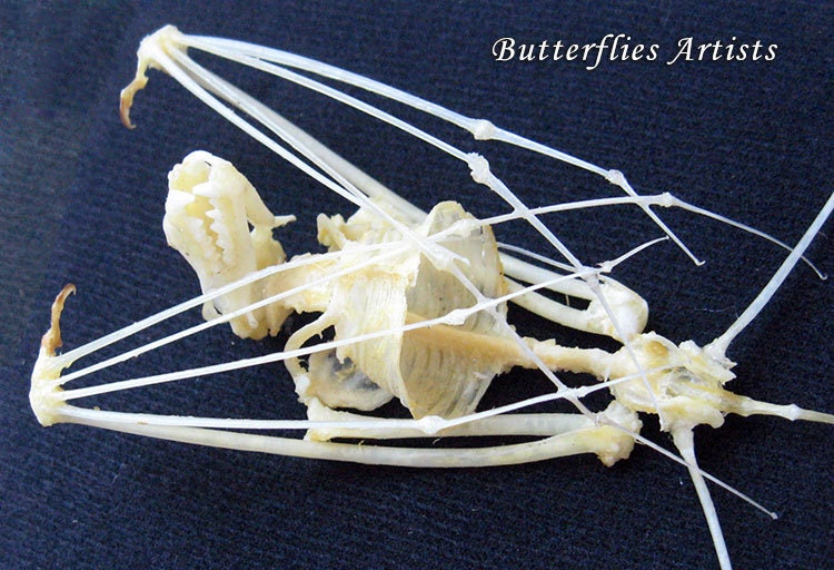 Hipposideros Diadema Real Bat Skeleton Diadem Roundleaf Museum - Etsy UK