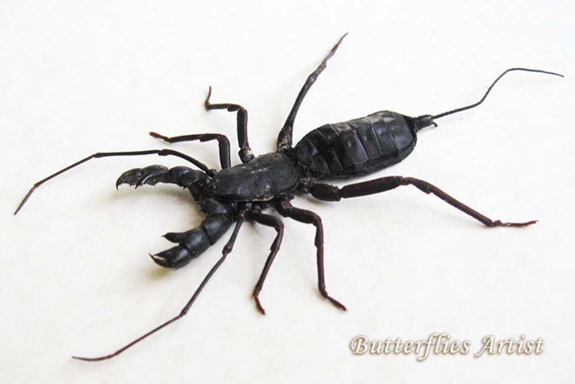 Thelyphonus Caudatus Whip Tailed Real Scorpion Entomology - Etsy