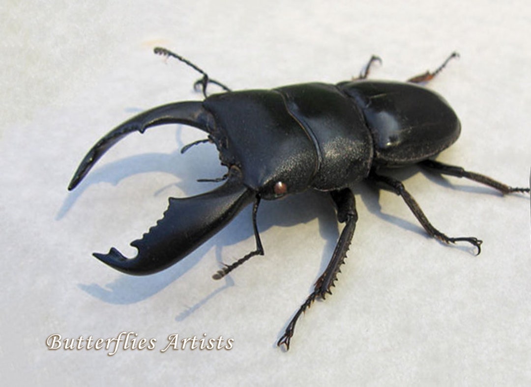Real Large Stag Beetle Dorcus Titanus Titanus Framed Entomology ...