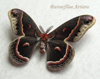Silk Robin Moth Hyalophora Cecropia Framed Saturnidae - Etsy