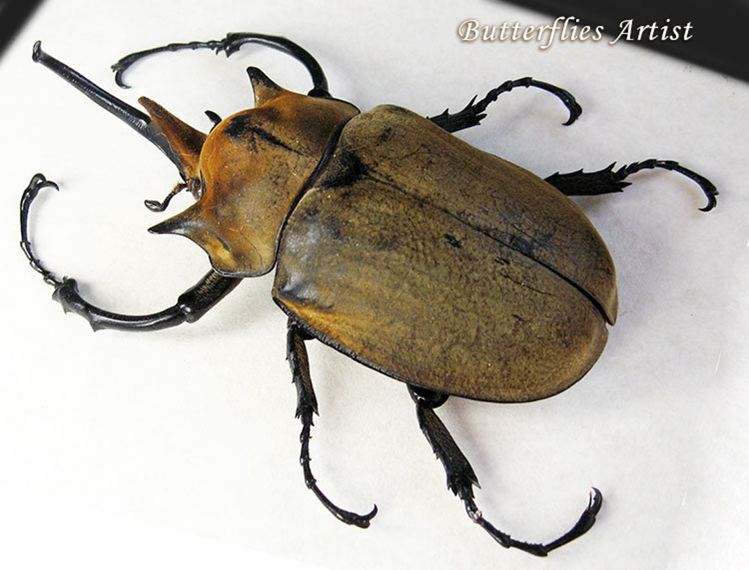 Megasoma Elephas Giant Magnificent Real Beetle Entomology Collectible ...
