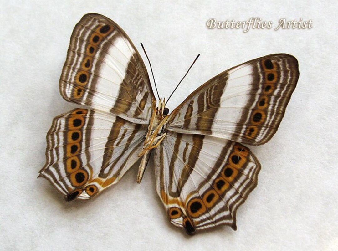 Real Godart's Map Butterfly Cyrestis Acilia Framed Entomology Shadowbox ...