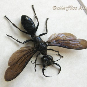 Megalara Garuda King Wasps VERY RARE Real Wasp Entomology - Etsy Australia