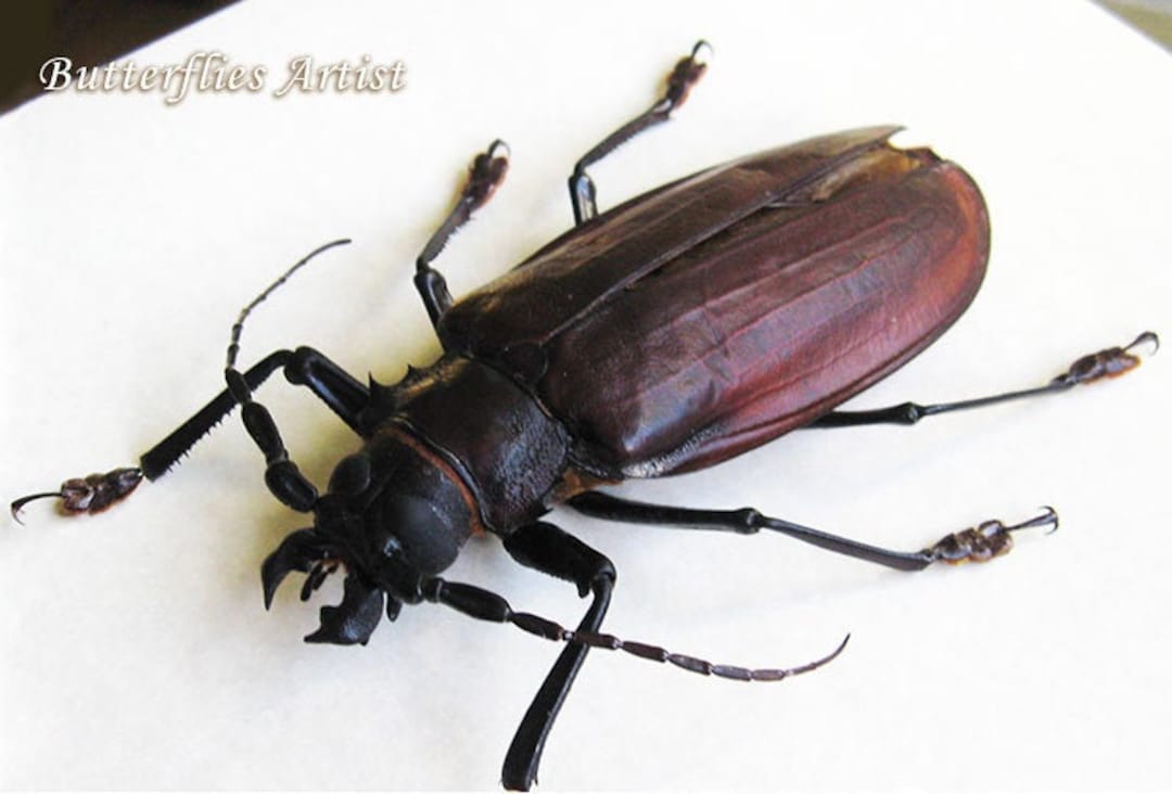 Titanus Giganteus