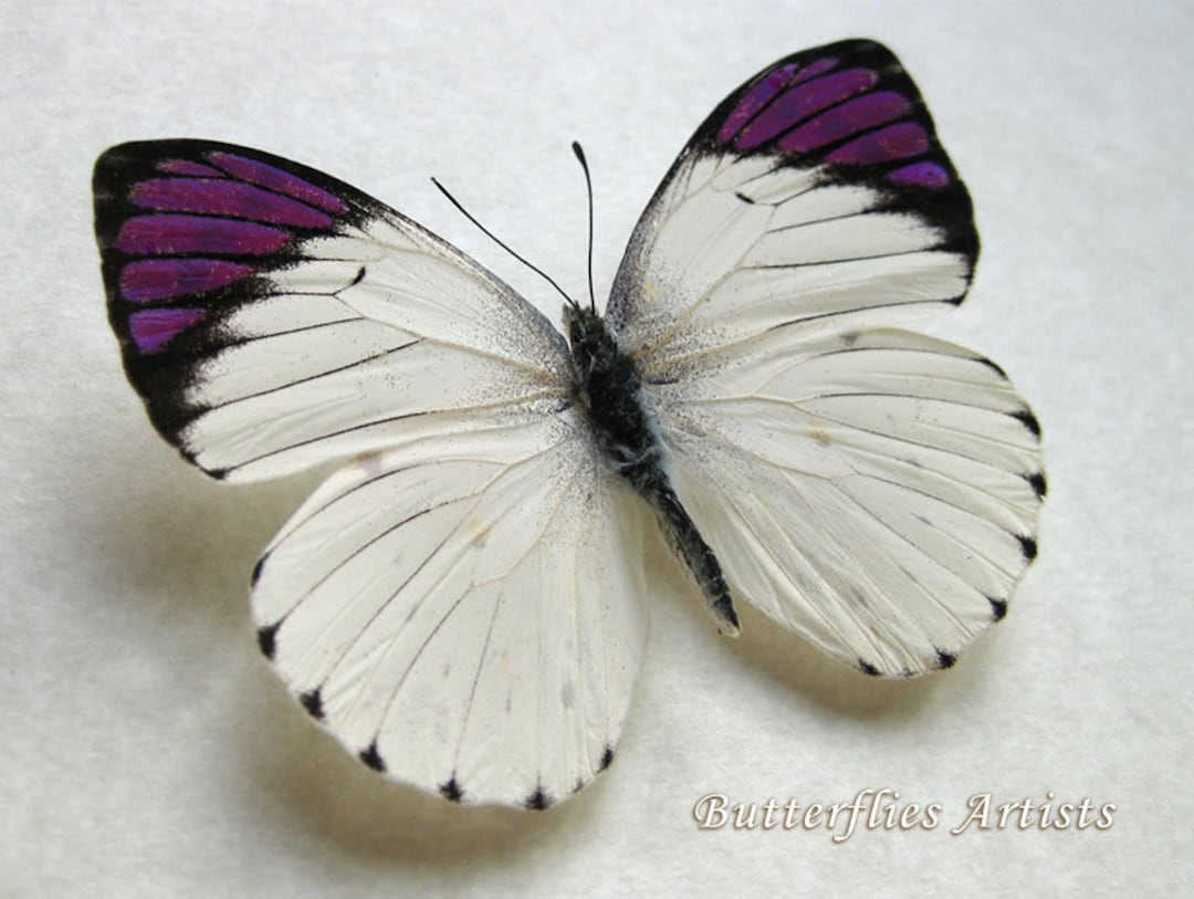 Queen Purple Tip Colotis Regina Real Butterfly Framed - Etsy