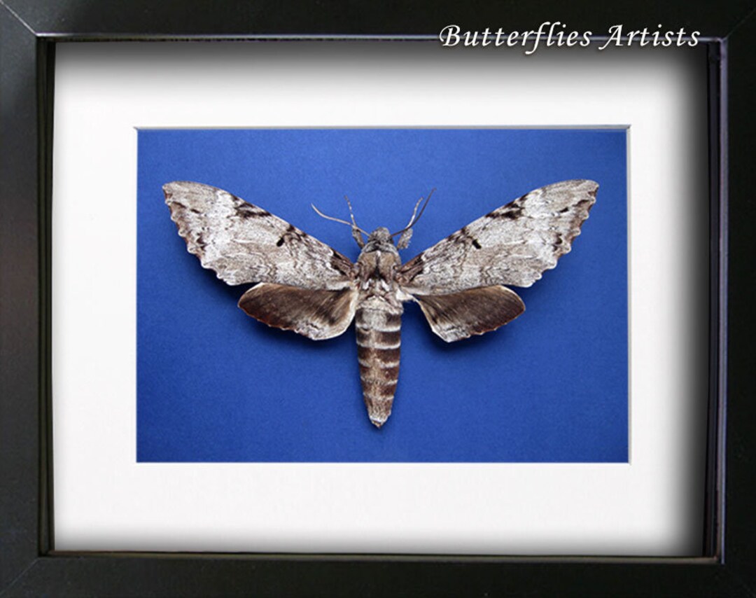 Giant Gray Sphinx Pseudosphinx Tetrio XL Real Moth Framed Entomology ...