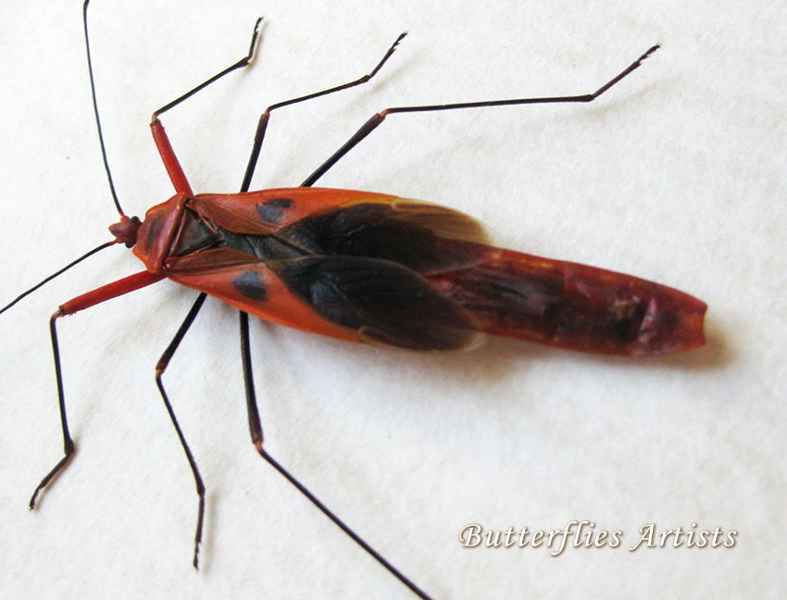 Scream Creepy Red Face Bug Lohita Grandis Real Beetle - Etsy Italia