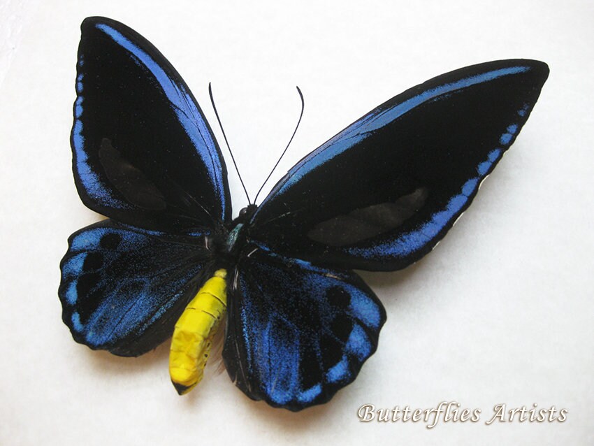 Blue Birdwing Ornithoptera Priamus Urvillianus RARE Butterfly - Etsy
