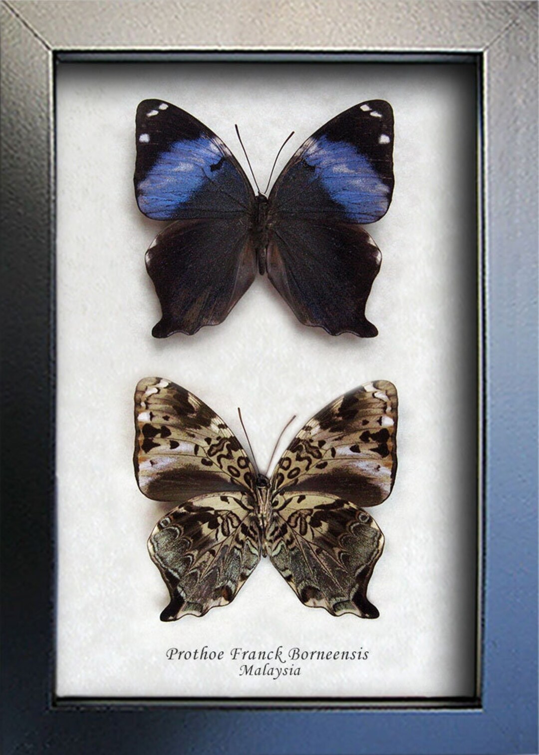 Prothoe Franck Blue Begum Butterflies Set Framed Entomology - Etsy