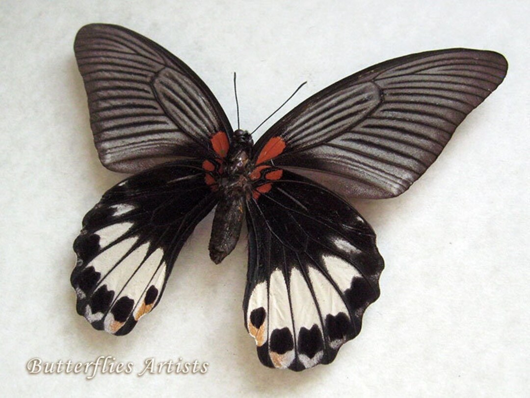 Papilio Memnon Female Great Mormon Real Butterfly Entomology ...