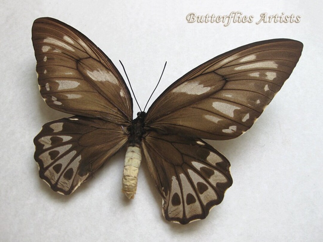 Ornithoptera Urvillianus XL Female RARE Blue Birdwing Butterfly ...