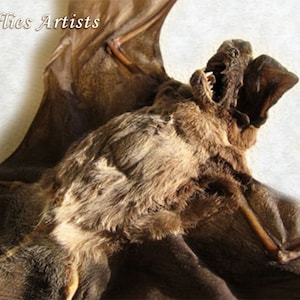 Real Javan Mastiff Bat Otomops Formosus Framed Taxidermy Museum Quality ...