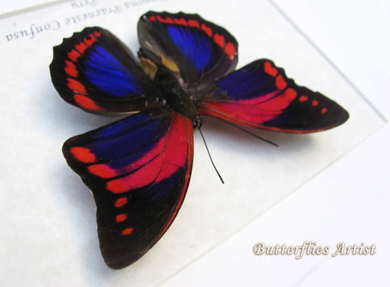 Real Butterfly Prepona Praeneste Confusa RARE Entomology - Etsy