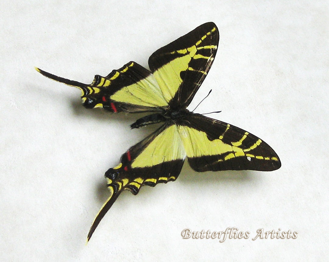 Yellow Kite Tail Swallowtail Eurytides Calliste Rare Butterfly Framed ...