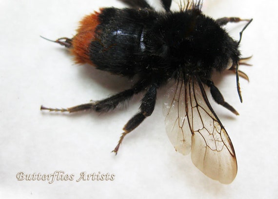 Real Bumble Bee Red Tailed Bombus Lapidarius Entomology - Etsy