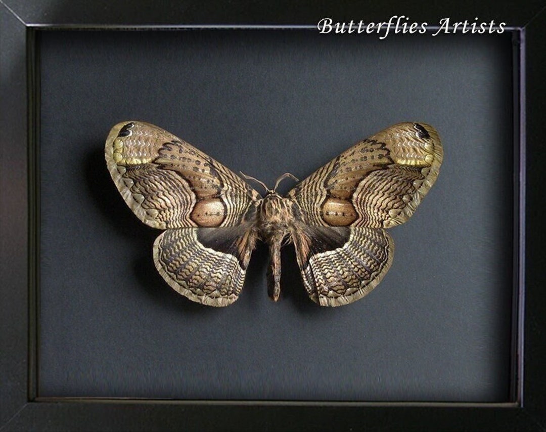 Huge Owl Moth Brahmaea Wallichii Female XL Framed Entomology - Etsy