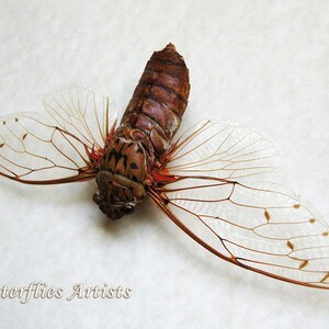 Worlds Largest Cicada Megapomponia Intermedia Framed Entomology ...