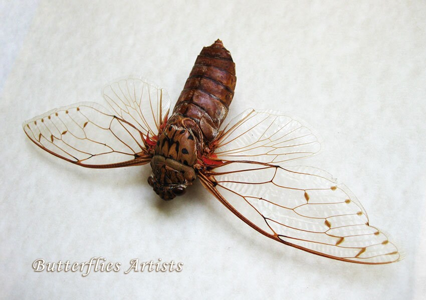 Worlds Largest Cicada Megapomponia Intermedia Entomology - Etsy UK