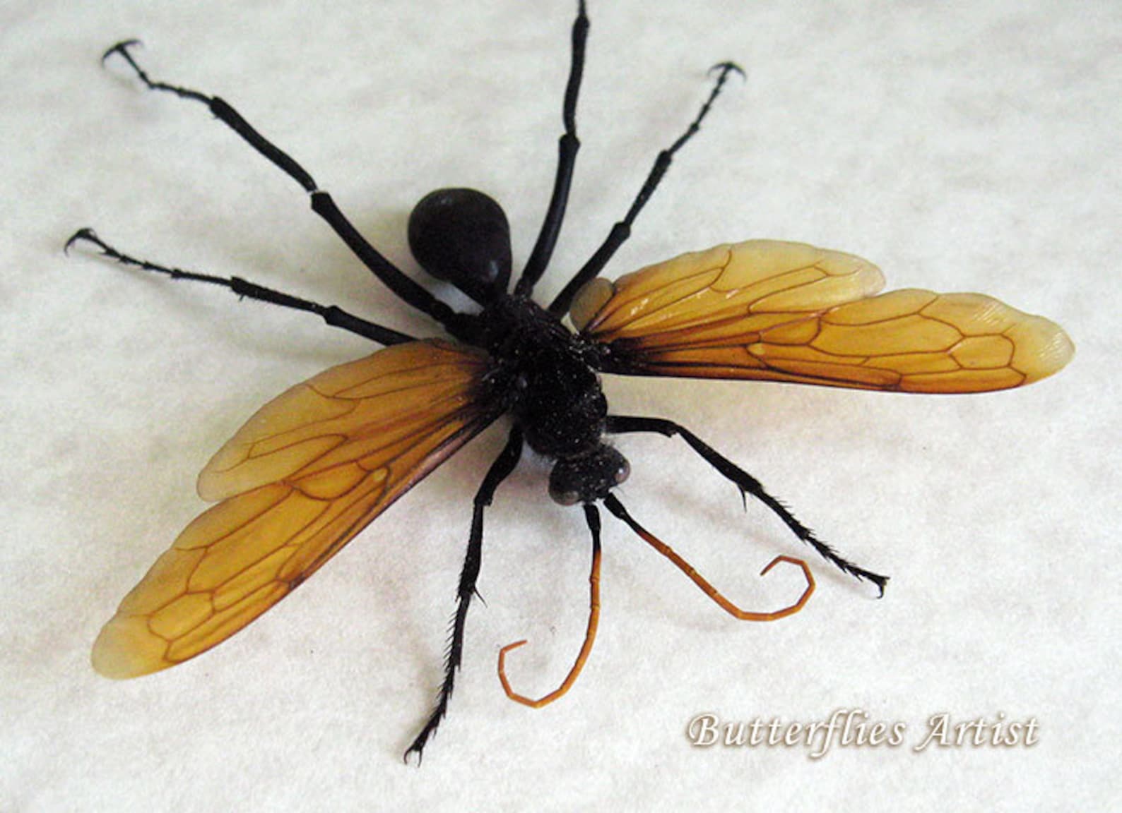 Tarantula Hawk Stinger Giant Arizona Pepsis Species Real Wasp - Etsy UK
