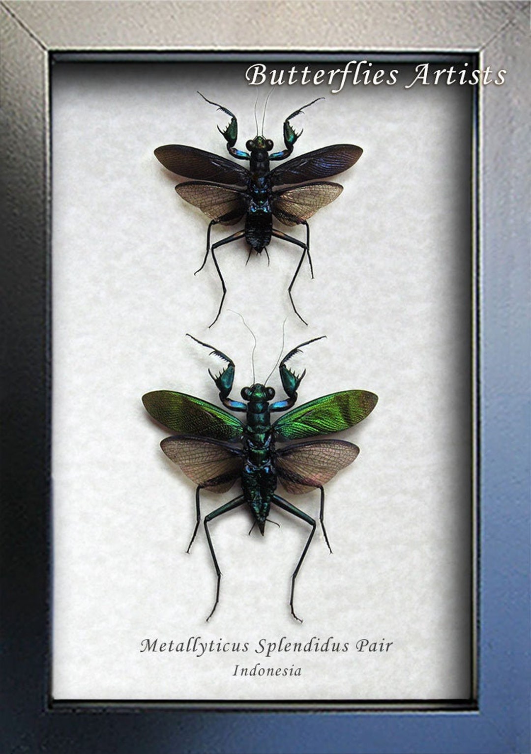 Metallic Praying Mantis Metallyticus Splendidus Pair RARE Entomology - Etsy