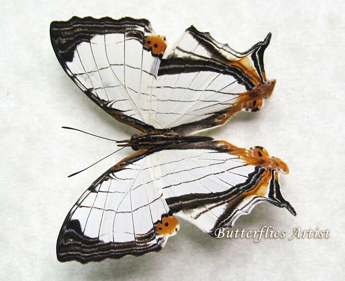 Cyrestis Nivea Straight Line Map Real Butterfly Entomology - Etsy