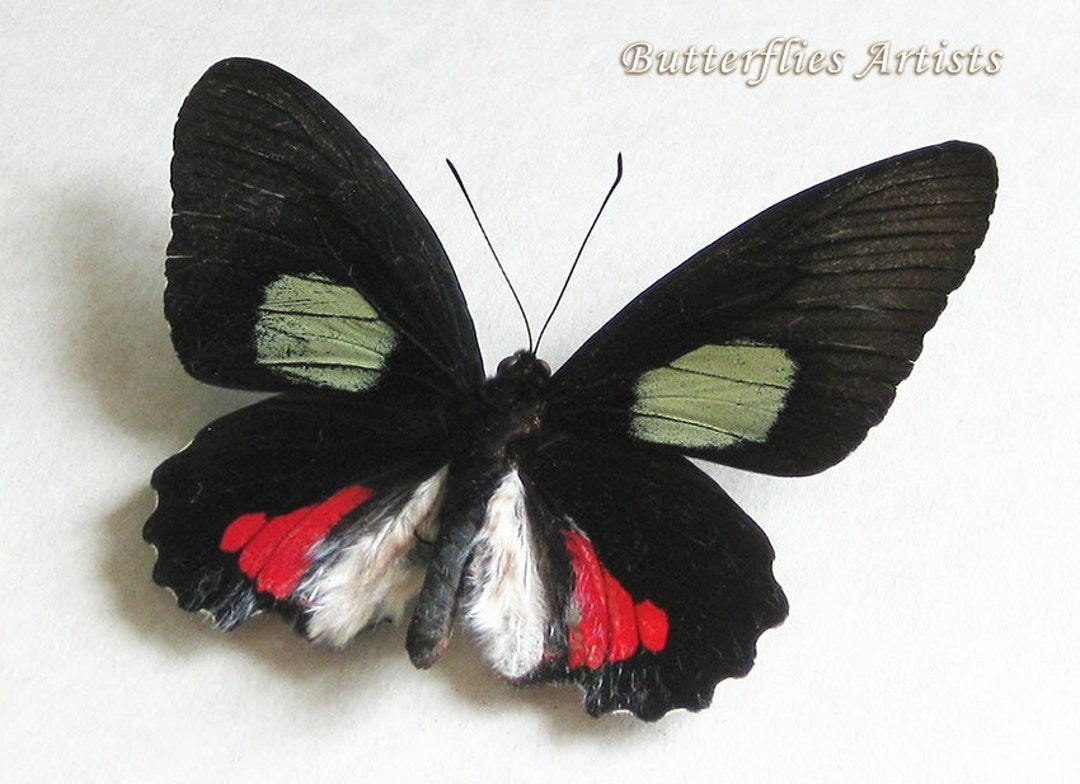Real Neotropical Butterfly Parides Vertumnus Autumnus Framed Entomology ...