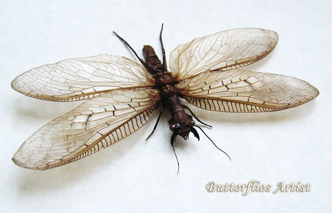 Dobson Fly Corydalus Cornutus Real Insect Entomology - Etsy