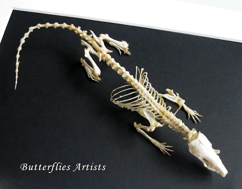 Gothic Decor Asian House Shrew Suncus Murinus Real Skeleton | Etsy