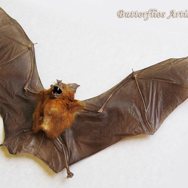 Bat Taxidermy - Etsy