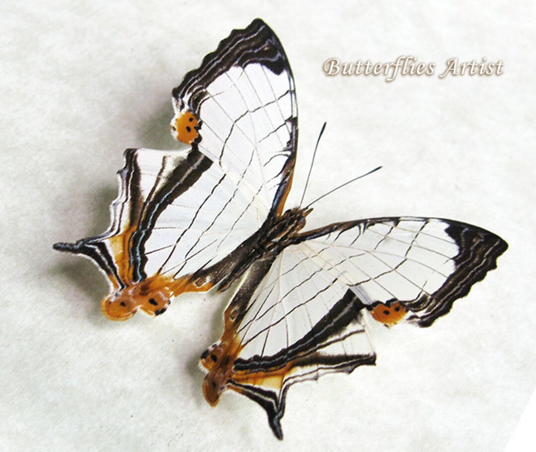 Cyrestis Nivea Straight Line Map Real Butterfly Entomology Collectible ...