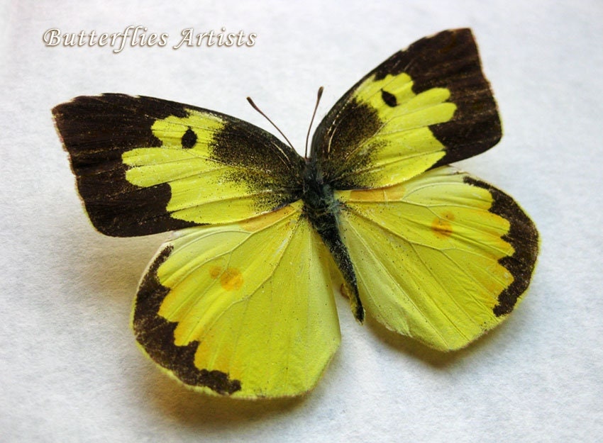 Southern Dogface Butterfly
