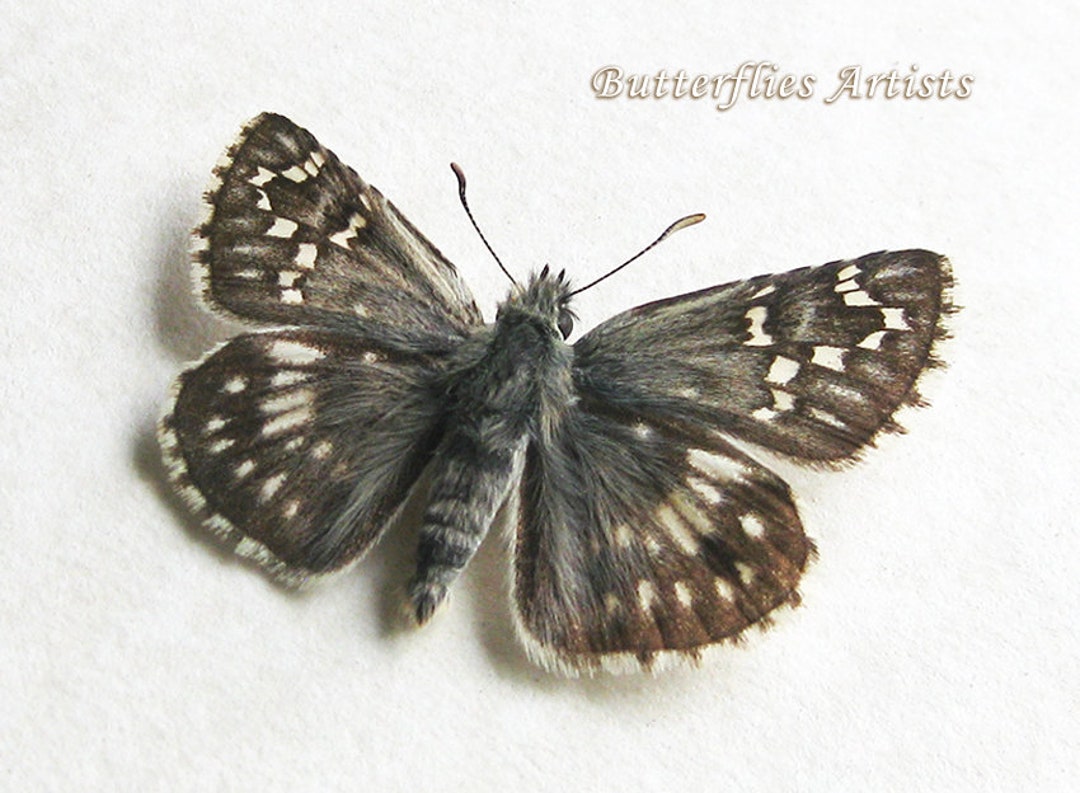 Safflower Skipper Pyrgus Carthami Real Butterfly Framed Entomology ...