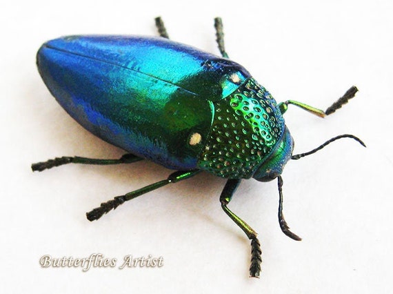 Home Décor Home & Living Sternocera ruficornis A1 Entomology Specimens ...