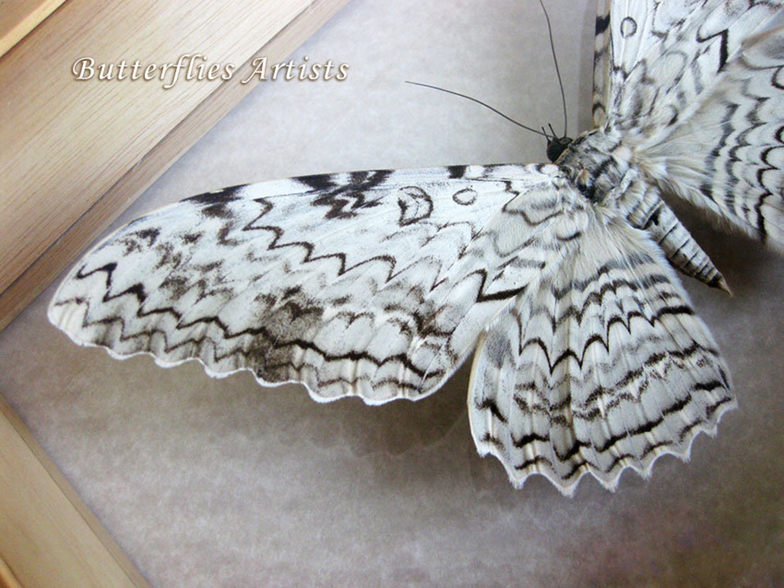 White Witch Thysania Agrippina RARE Giant Moth Entomology - Etsy