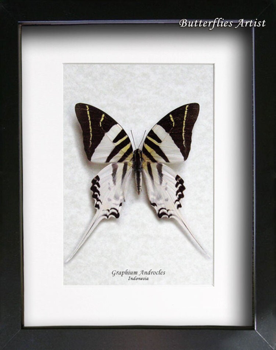 Graphium Androcles Giant Swordtail Real Butterfly Framed - Etsy