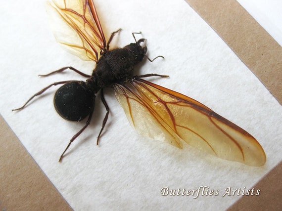 Ant Queen Leaf Cutter