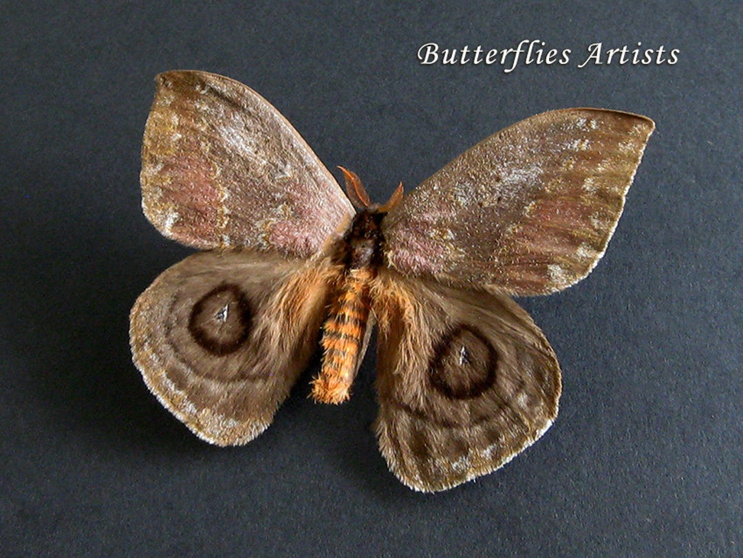 Colorful Bullseye Saturn Moth Automeris Denticulata Framed Entomology ...