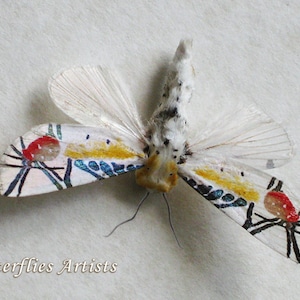 Picasso Moth Metallic Baorisa Hieroglyphica Rare Framed Entomology ...