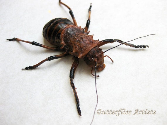 Cosmoderus Femoralis RARE XL Real Dragon Head Thorny Cricket - Etsy Finland