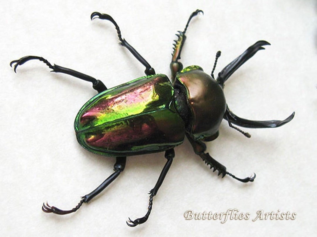 Very Rare Rainbow Stag Real Beetle Phalacrognathus Muelleri Entomology ...