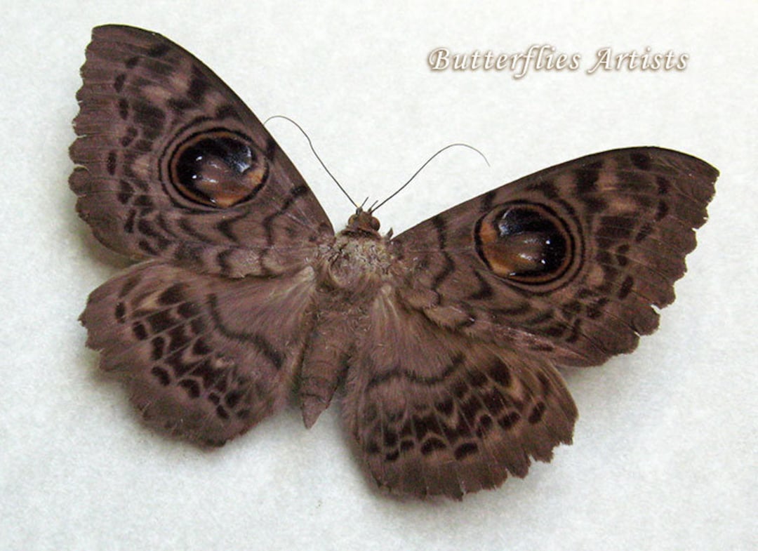 Real Large Owl Moth Erebus Eupatula Macrops Female Framed - Etsy