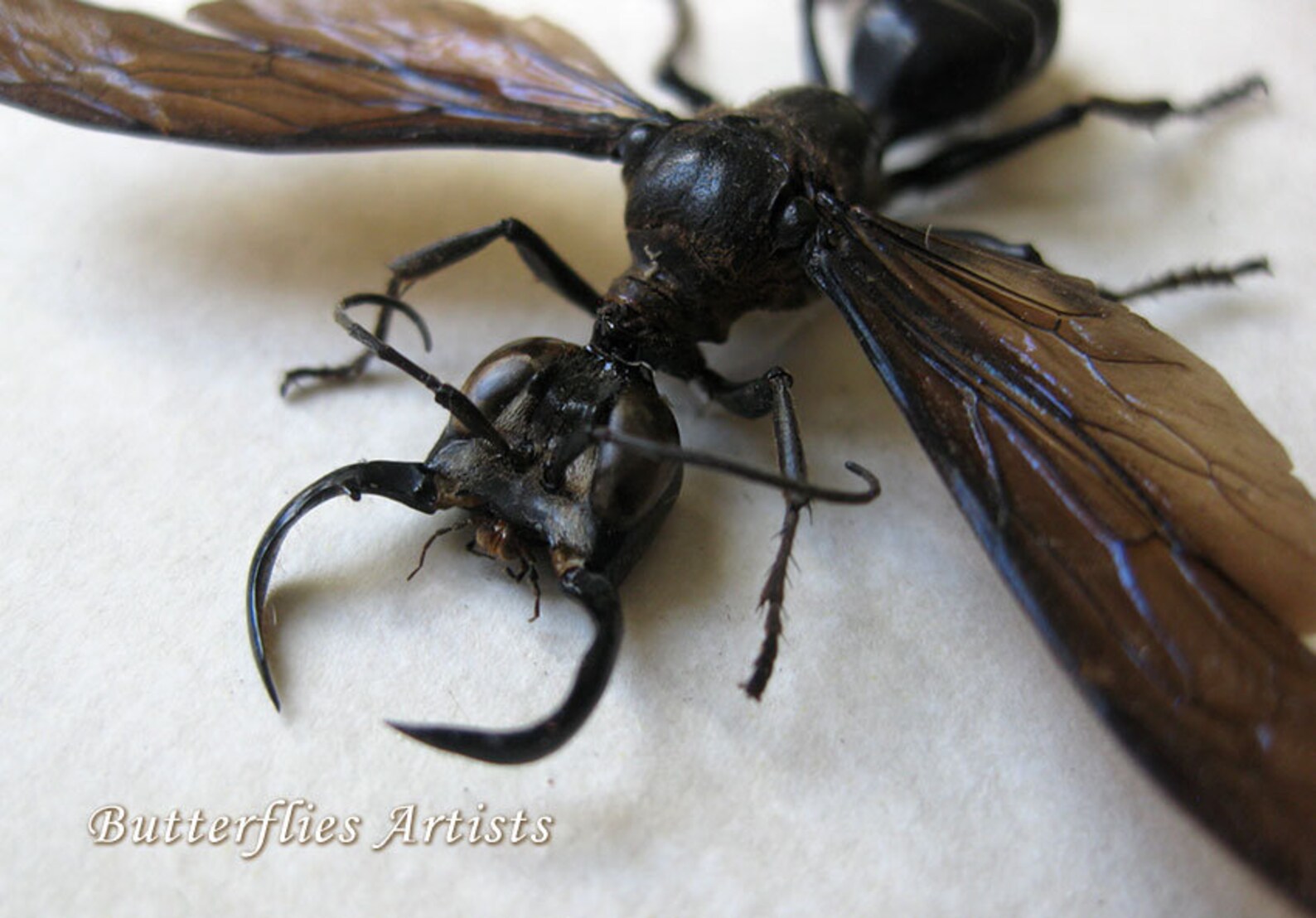 Megalara Garuda King Wasps VERY RARE Real Wasp Entomology - Etsy Australia