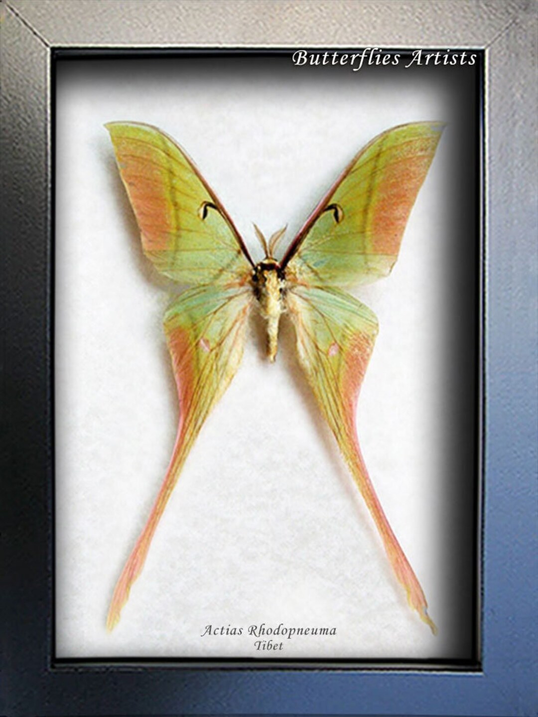 Large Real Pink Spirit Moth Actias Rhodopneuma Rare Framed Entomology ...