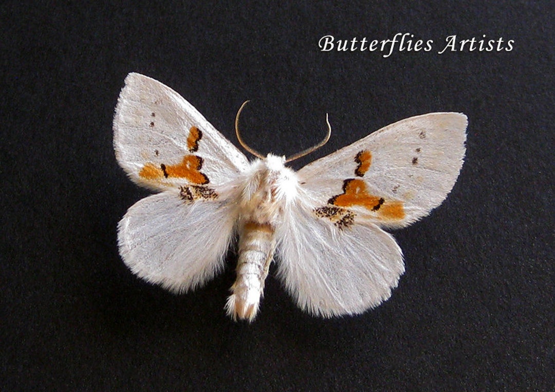 Real White Prominent Moth Leucodonta Bicoloria Rare Framed Entomology ...