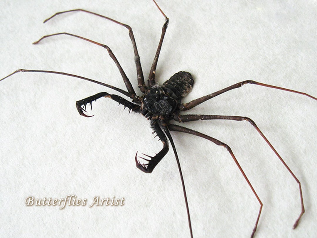 South American Cave Spider