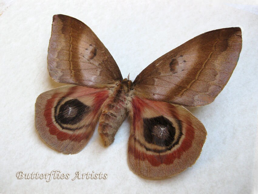 Real Saturn Moth Automeris Janus Female Huge Entomology - Etsy UK